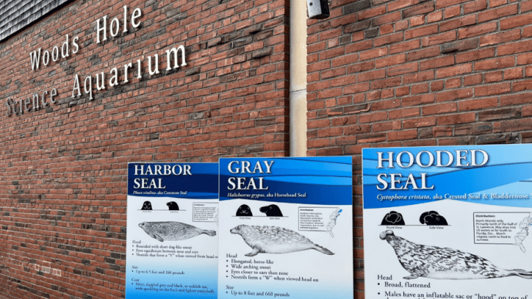 Woods Hole Aquarium: Free Cape Cod Marine Fun - Cape Guide